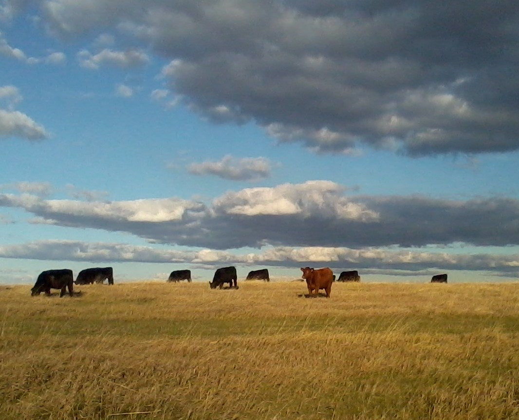 About – LVR Livestock Brands