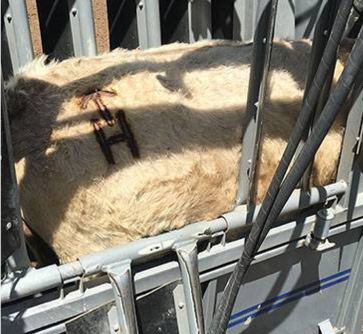 USA-Made Branding Irons | LVR Livestock Brands